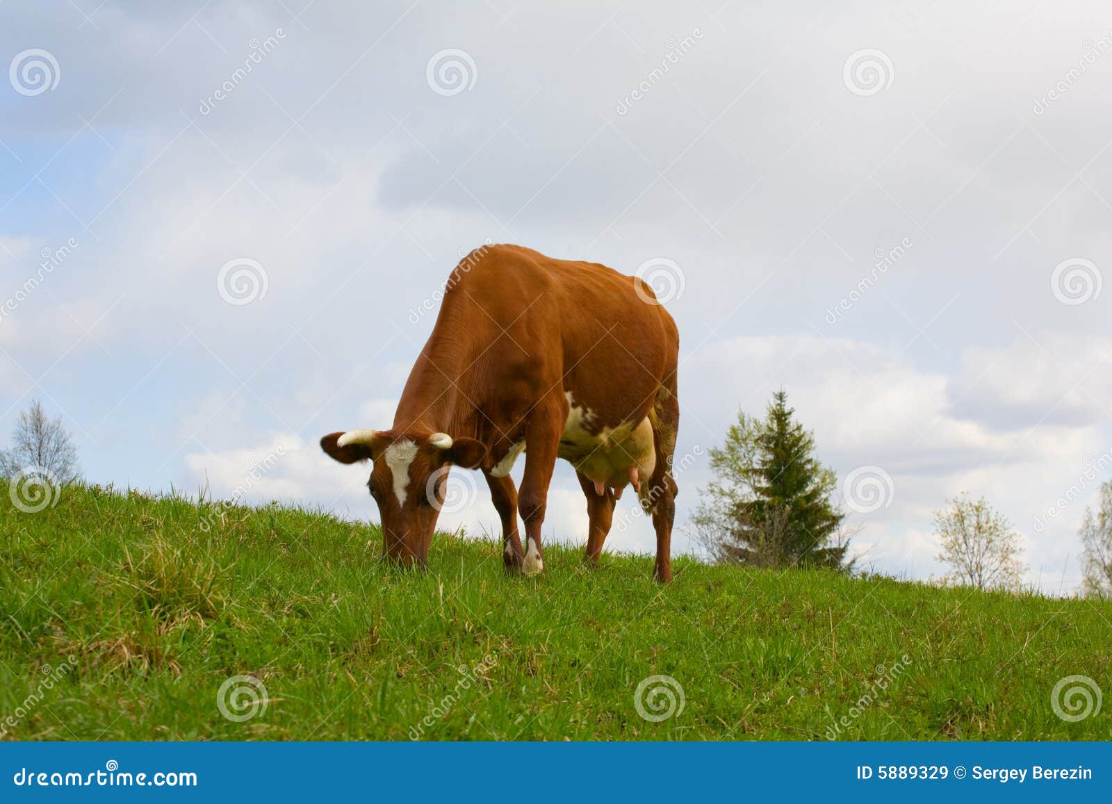 A vaca vermelha imagem de stock. Imagem de horizontal - 5889329