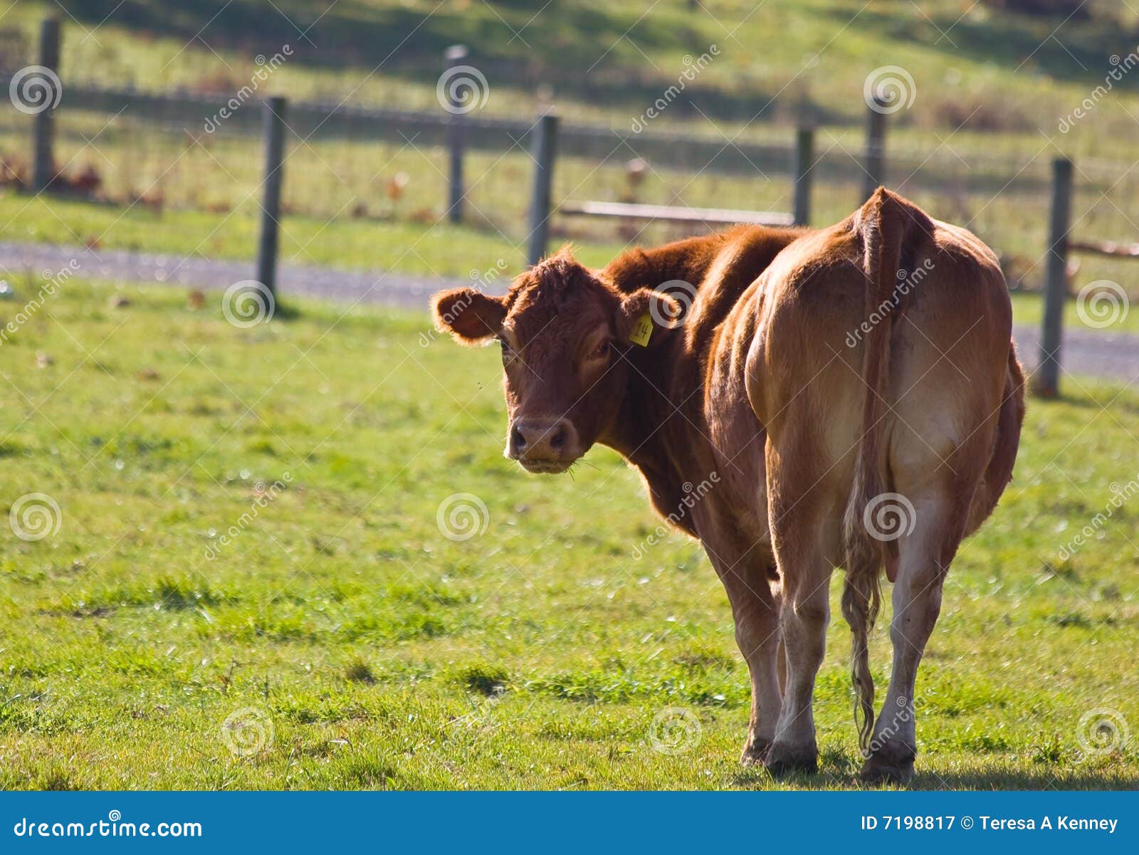 Vaca vermelha imagem de stock. Imagem de grama, estar - 7198817