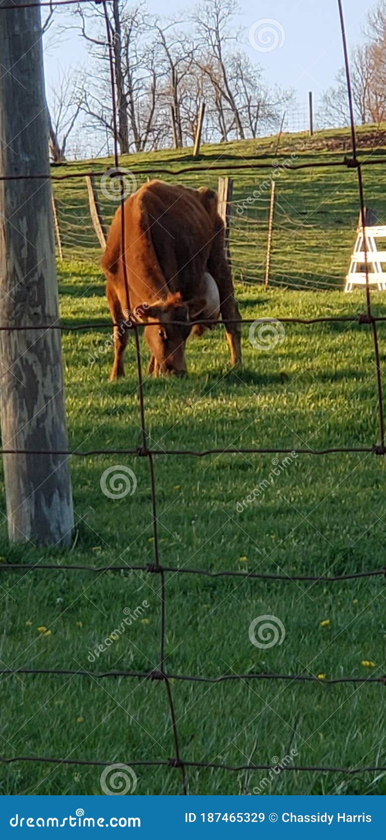 Vaca Vermelha Com Nervuras Grandes E Costelas Finas Imagem de Stock ...