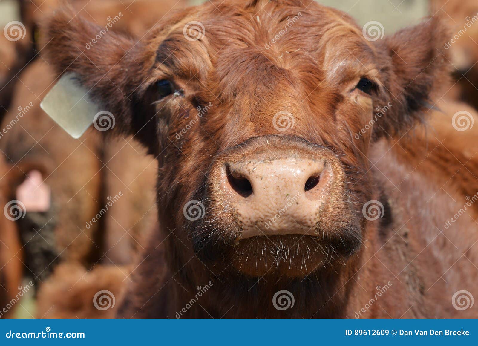 Vaca Vermelha De Galloway Que Challengeing Imagem de Stock - Imagem de ...