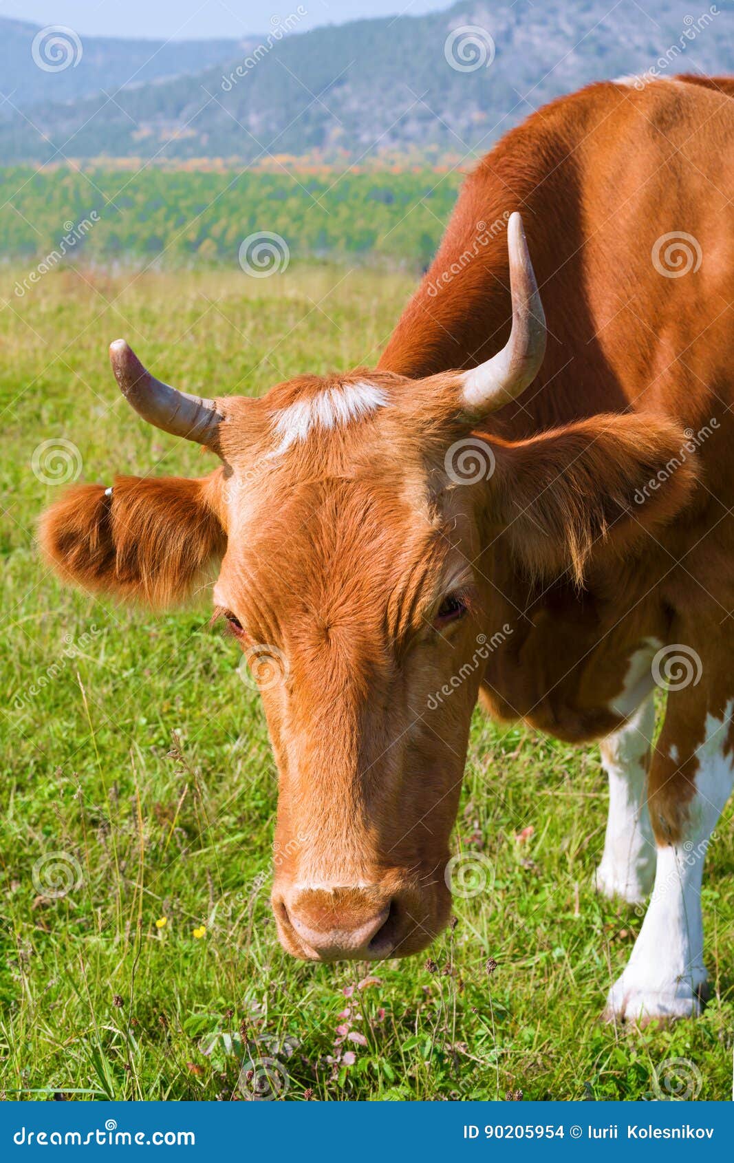 Vaca vermelha em um pasto foto de stock. Imagem de cultivar - 90205954