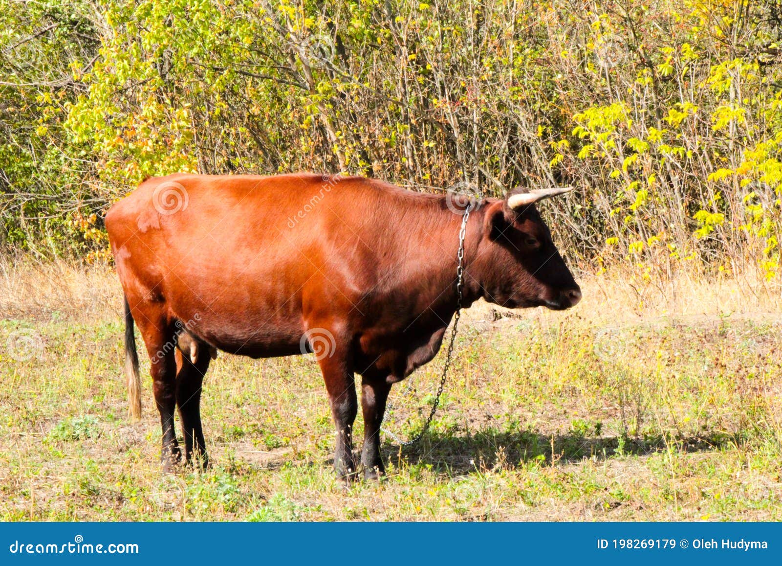 Vaca vermelha no pasto imagem de stock. Imagem de economia - 198269179