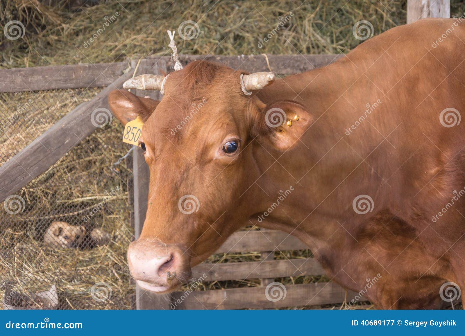 Vaca vermelha no prado imagem de stock. Imagem de ecologia - 40689177