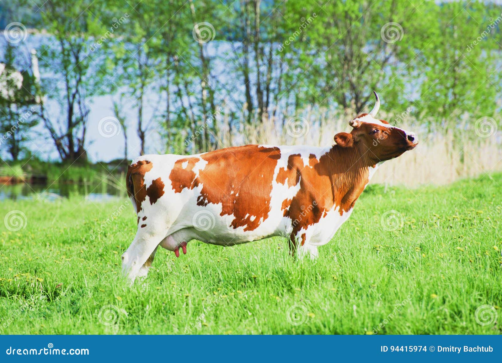 Vaca Vermelha Que Pasta No Pasto Foto de Stock - Imagem de vaca, rural ...