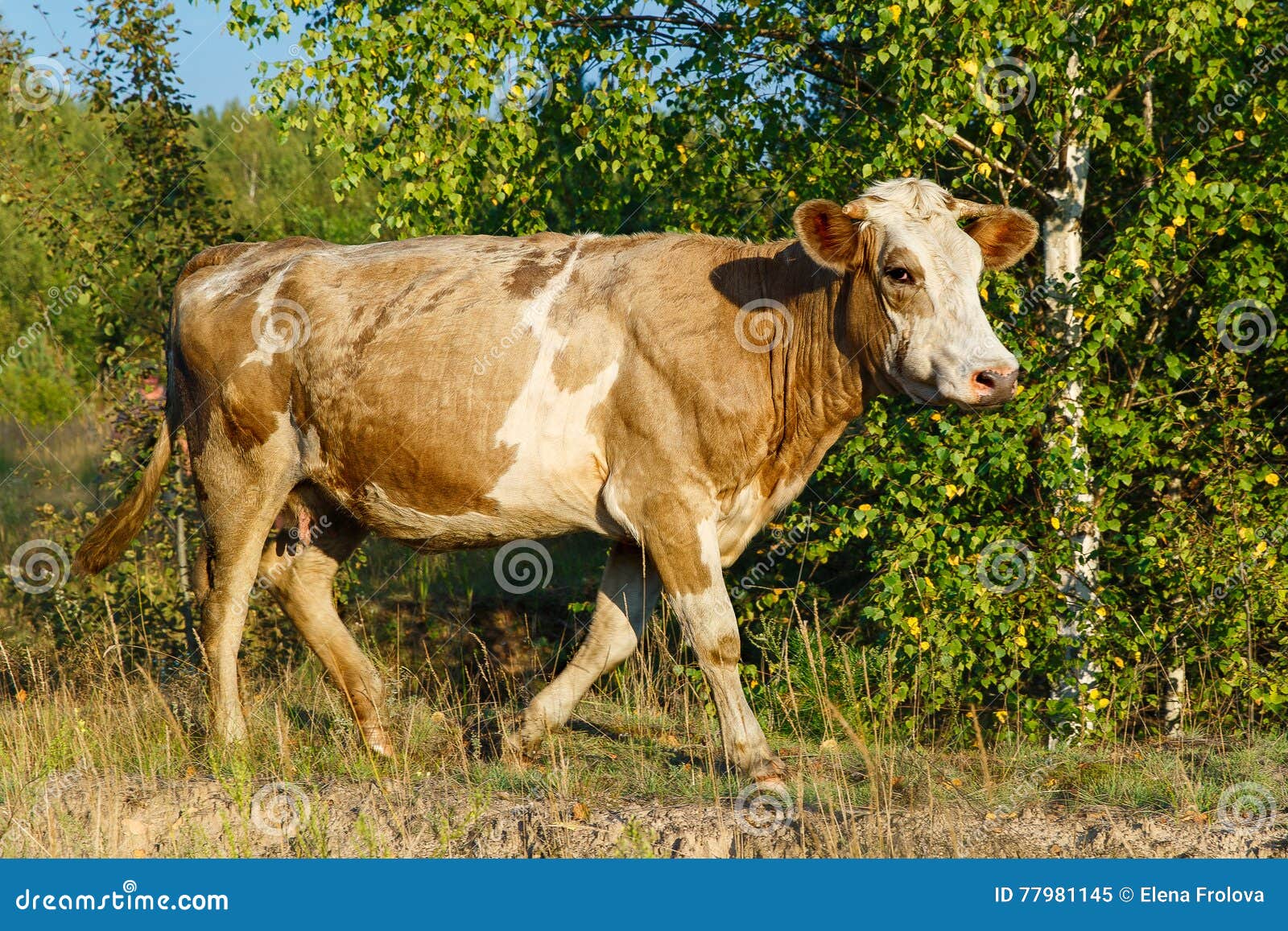 Vaca Vermelha Que Pasta No Prado Imagem de Stock - Imagem de pastar ...