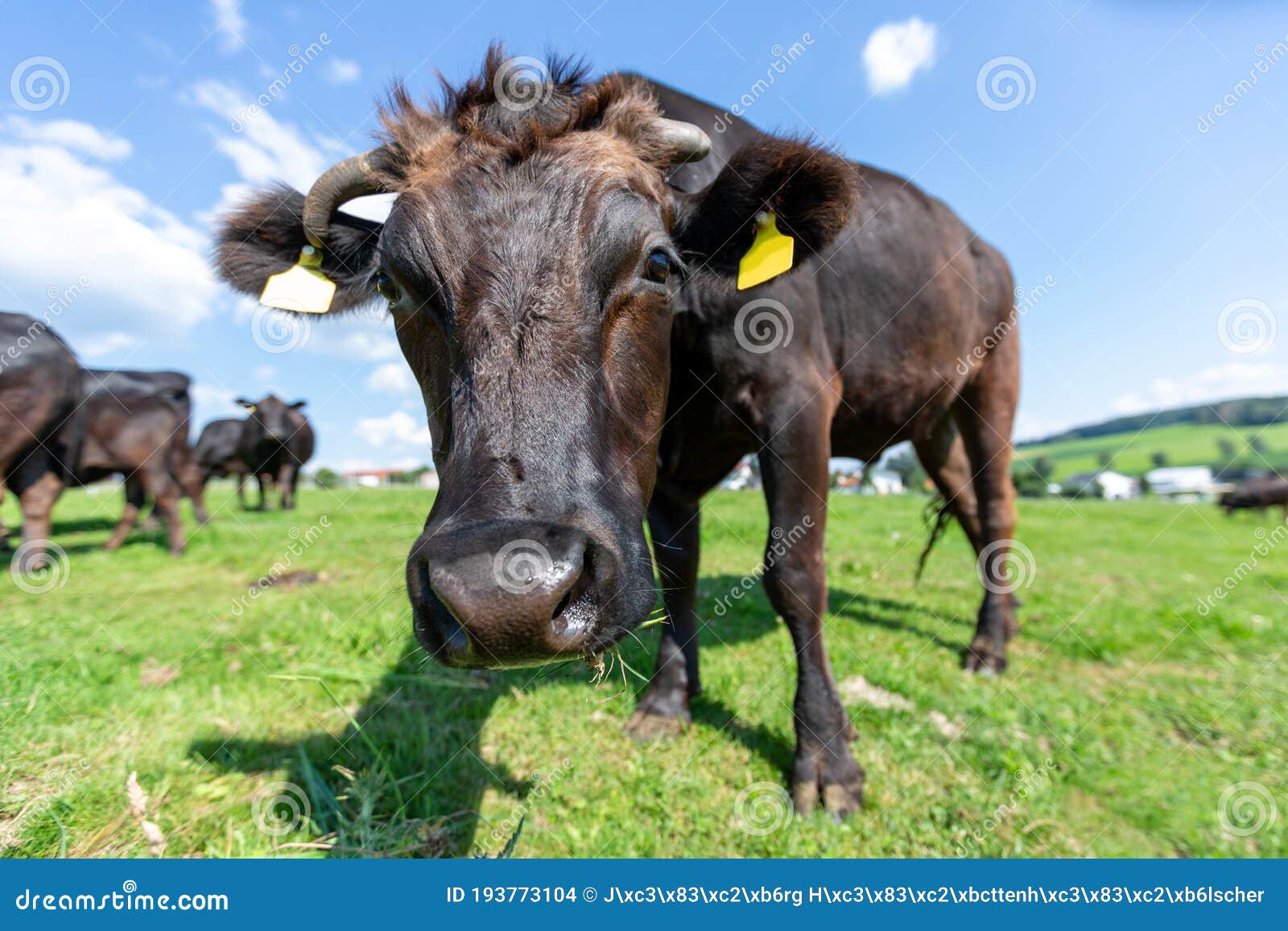 Vaca Wagyu Parada En Un Prado Verde Foto de archivo - Imagen de retrato ...