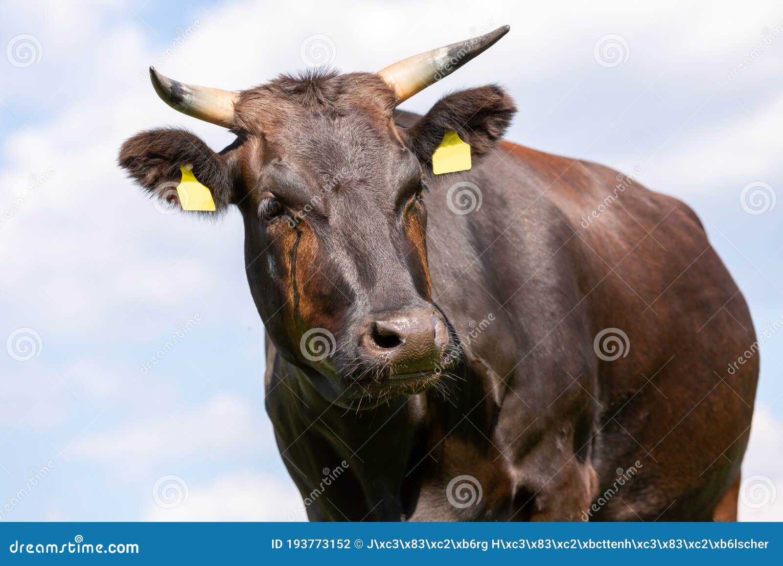 Vaca Wagyu Parada En Un Prado Verde Foto de archivo - Imagen de piel ...