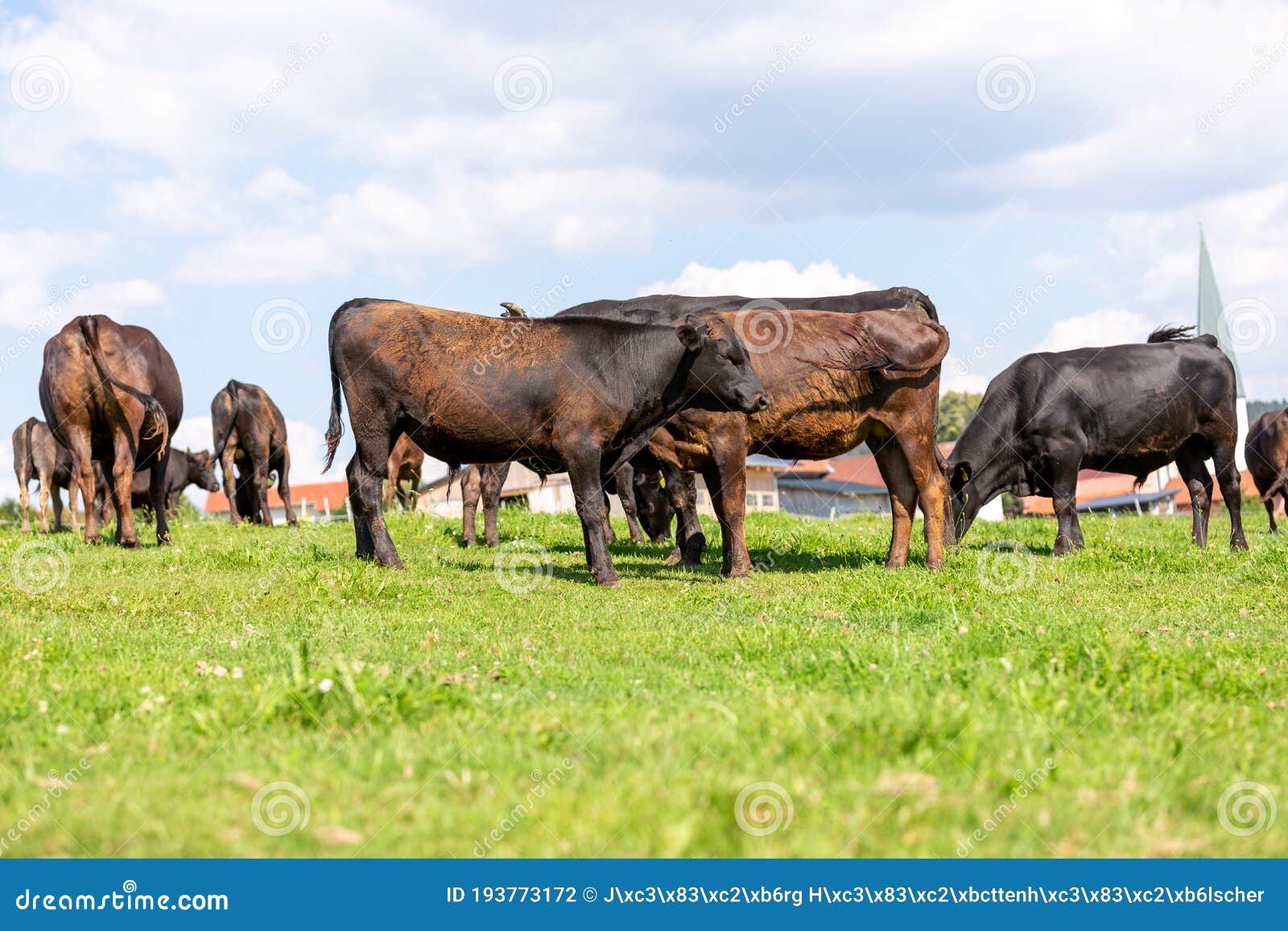 Vaca Wagyu Parada En Un Prado Verde Foto de archivo - Imagen de rural ...