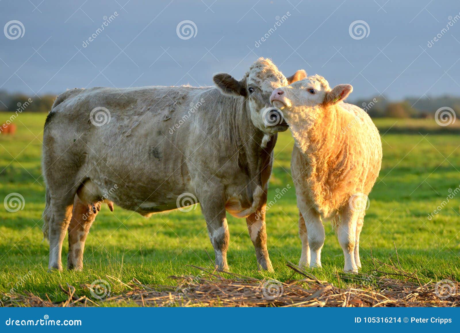 Vaca y becerro foto de archivo. Imagen de agricultura - 105316214
