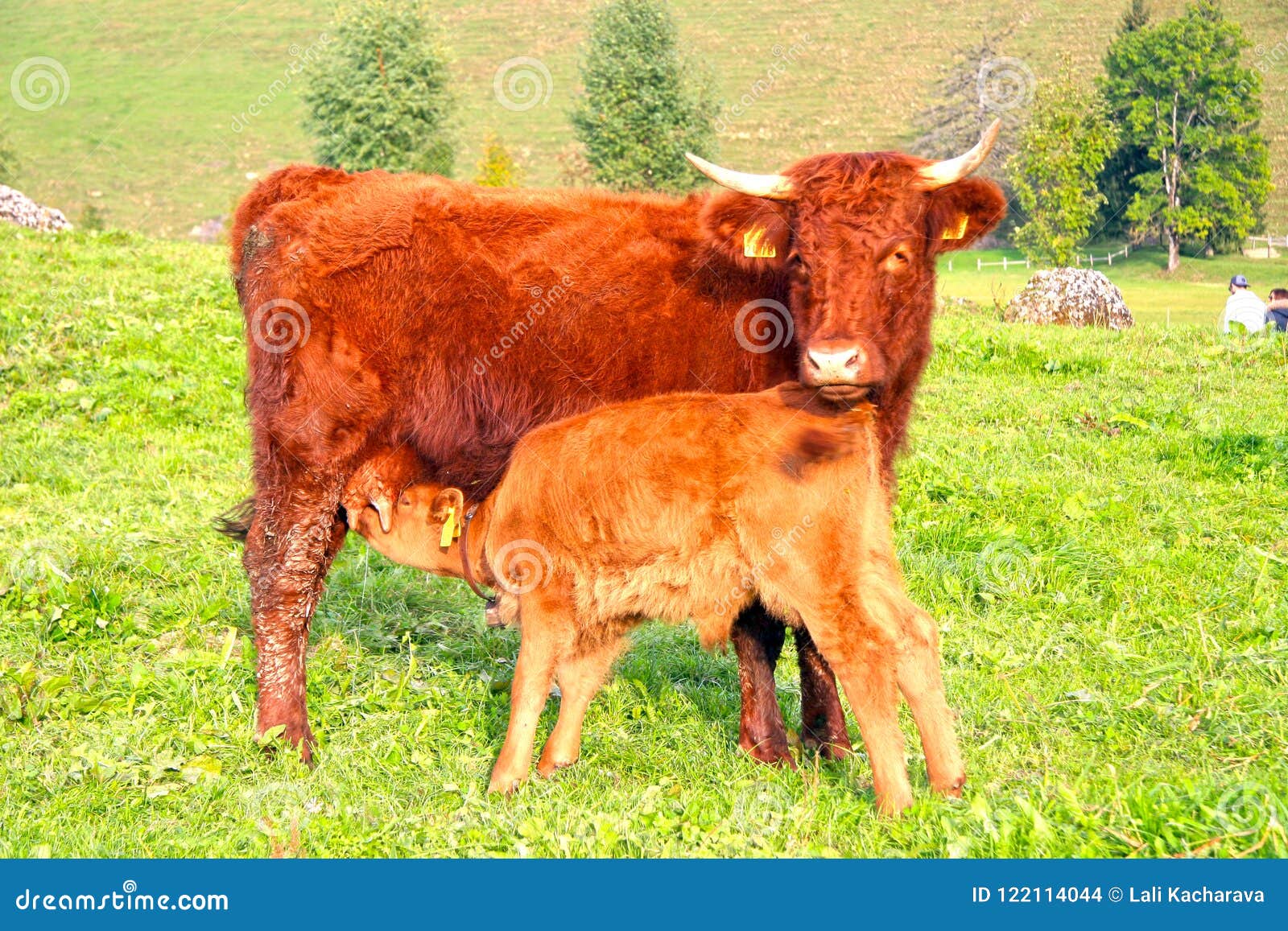 Vaca y becerro foto de archivo. Imagen de rumiante, ganados - 122114044