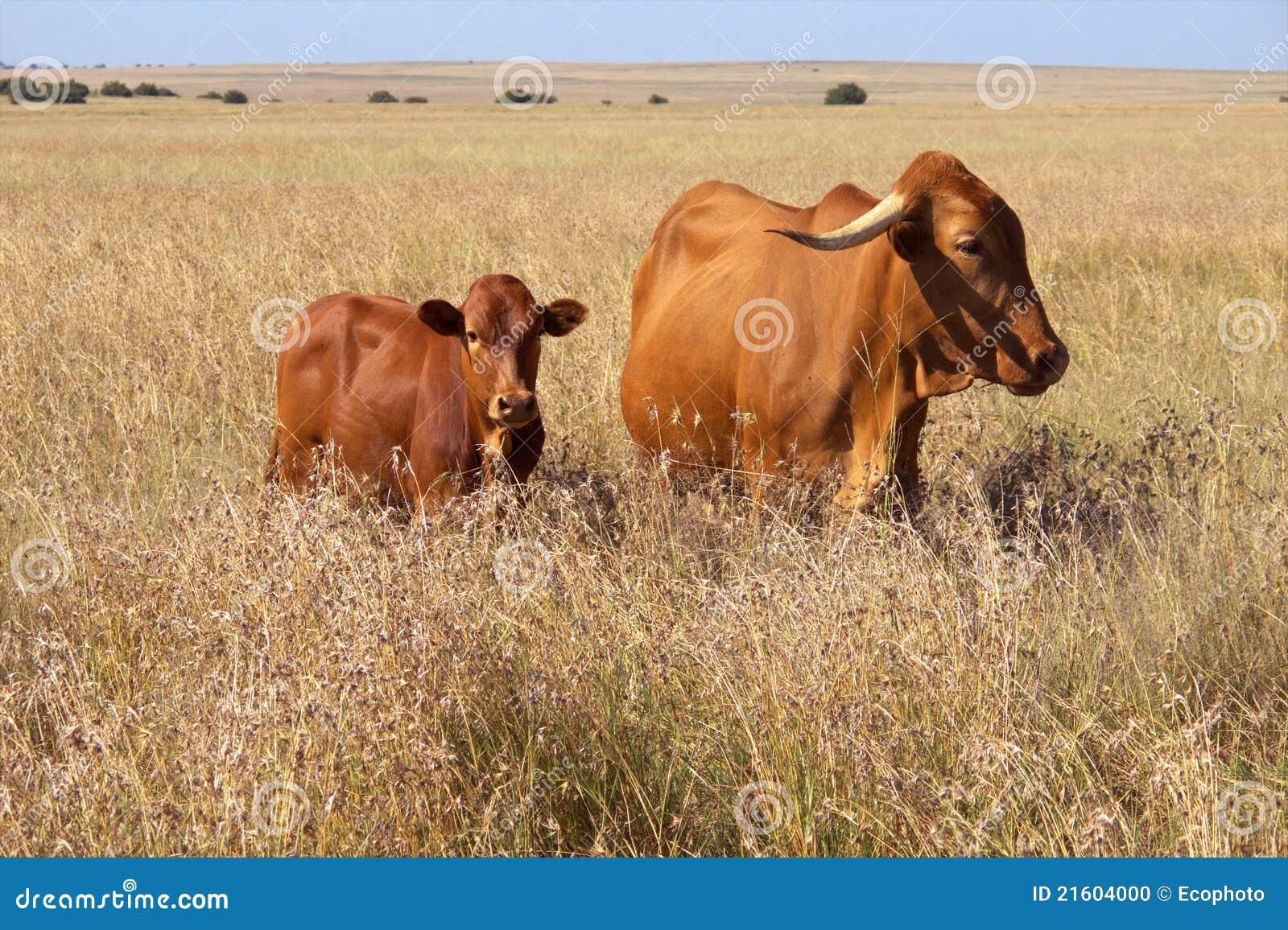 Vaca y becerro foto de archivo. Imagen de hierba, granja - 21604000