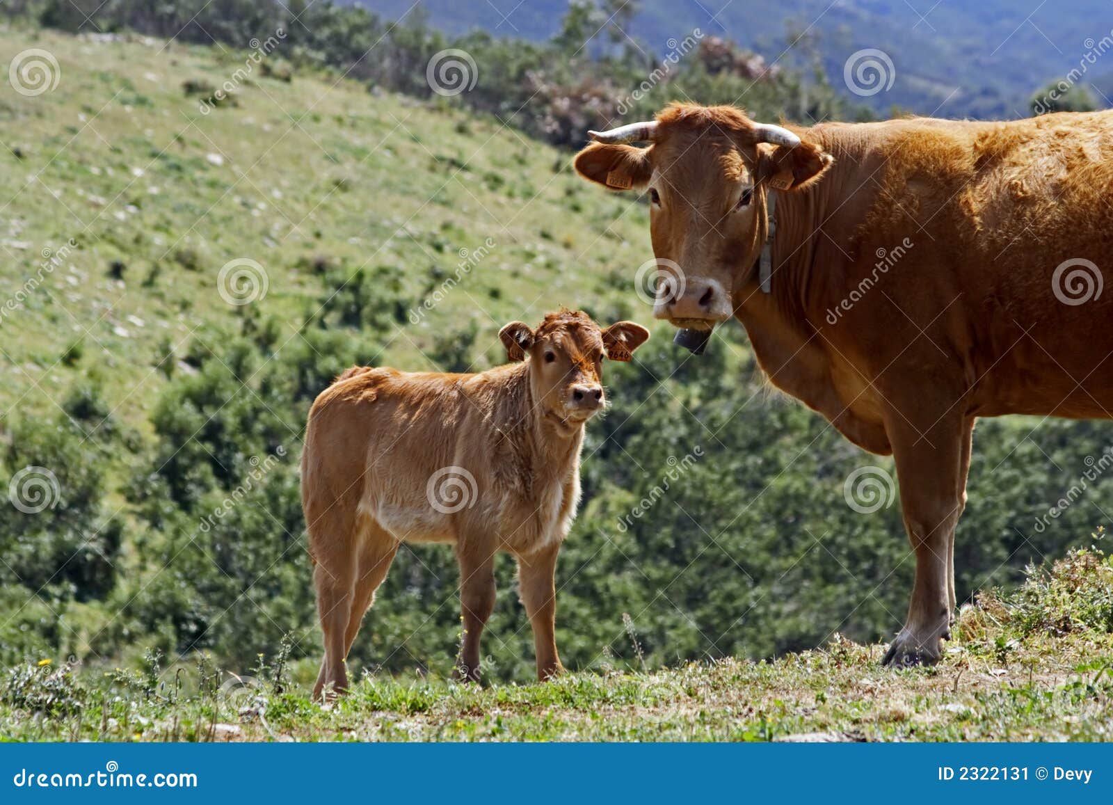 Vaca y becerro imagen de archivo. Imagen de prado, campo - 2322131