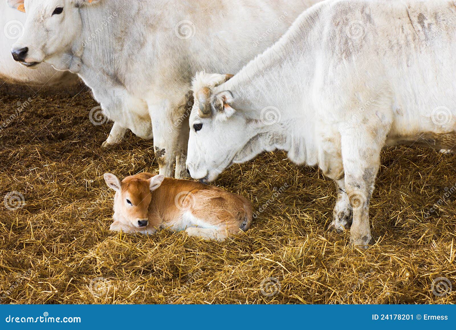 Vaca y becerro imagen de archivo. Imagen de sentimiento - 24178201