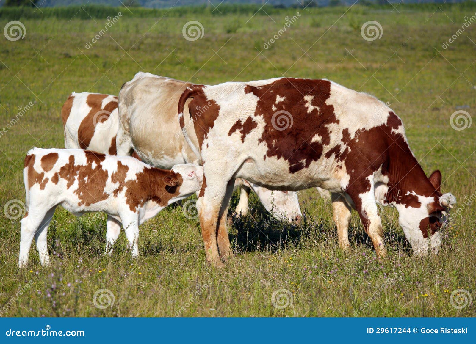 Vaca y becerro foto de archivo. Imagen de ubre, animal - 29617244