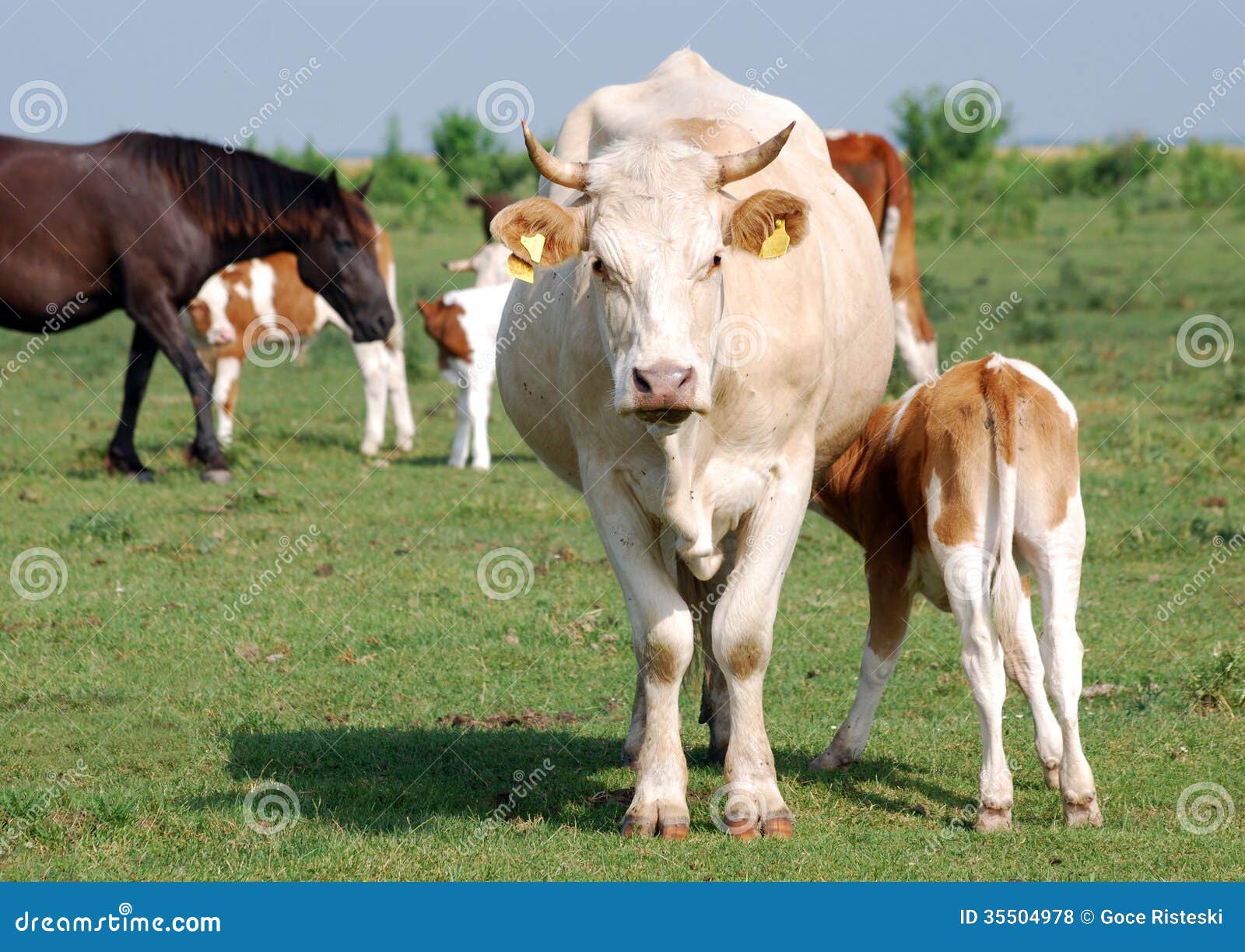 Vaca y becerro foto de archivo. Imagen de granja, agricultura - 35504978