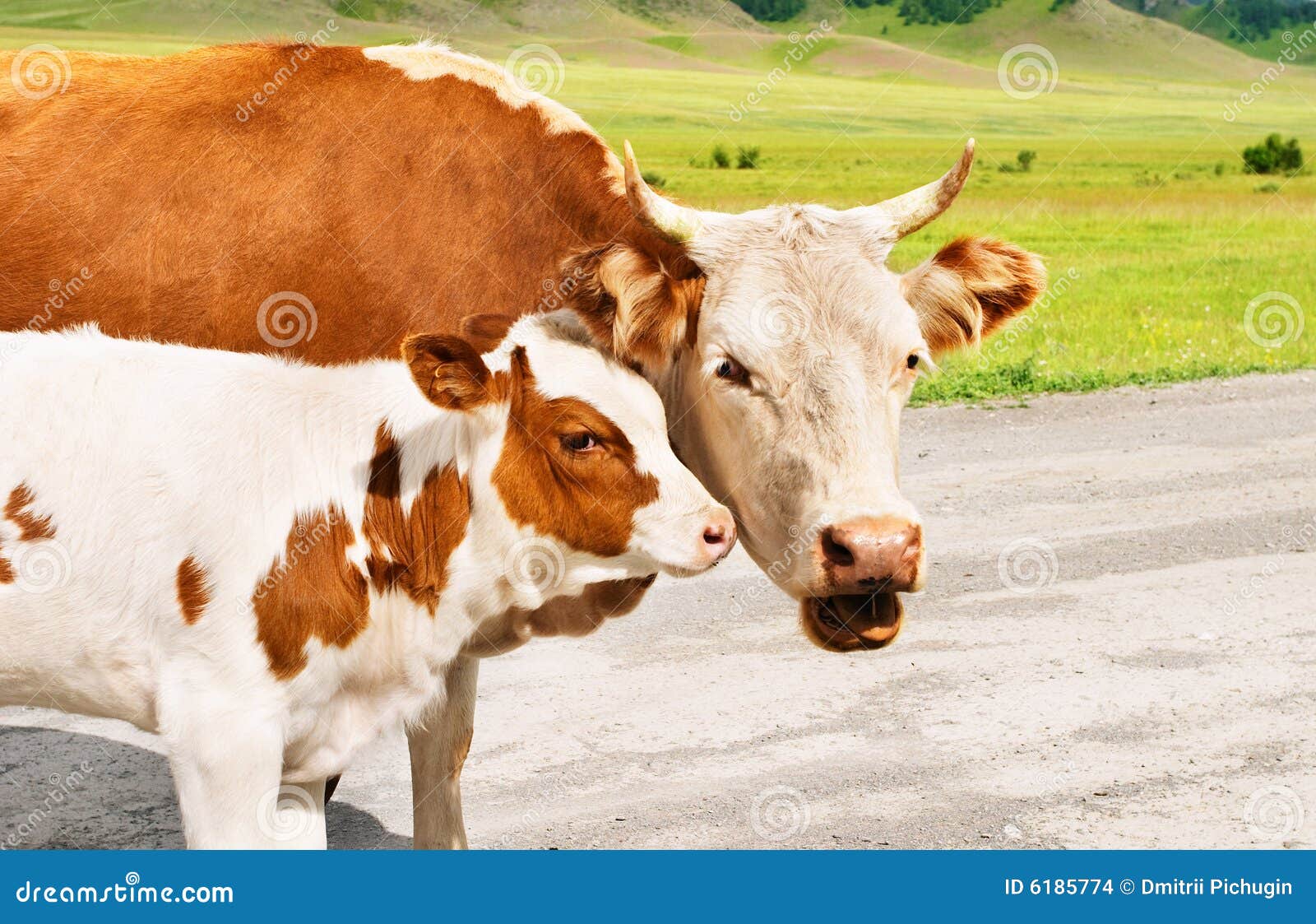 Vaca y becerro foto de archivo. Imagen de camino, agricultura - 6185774