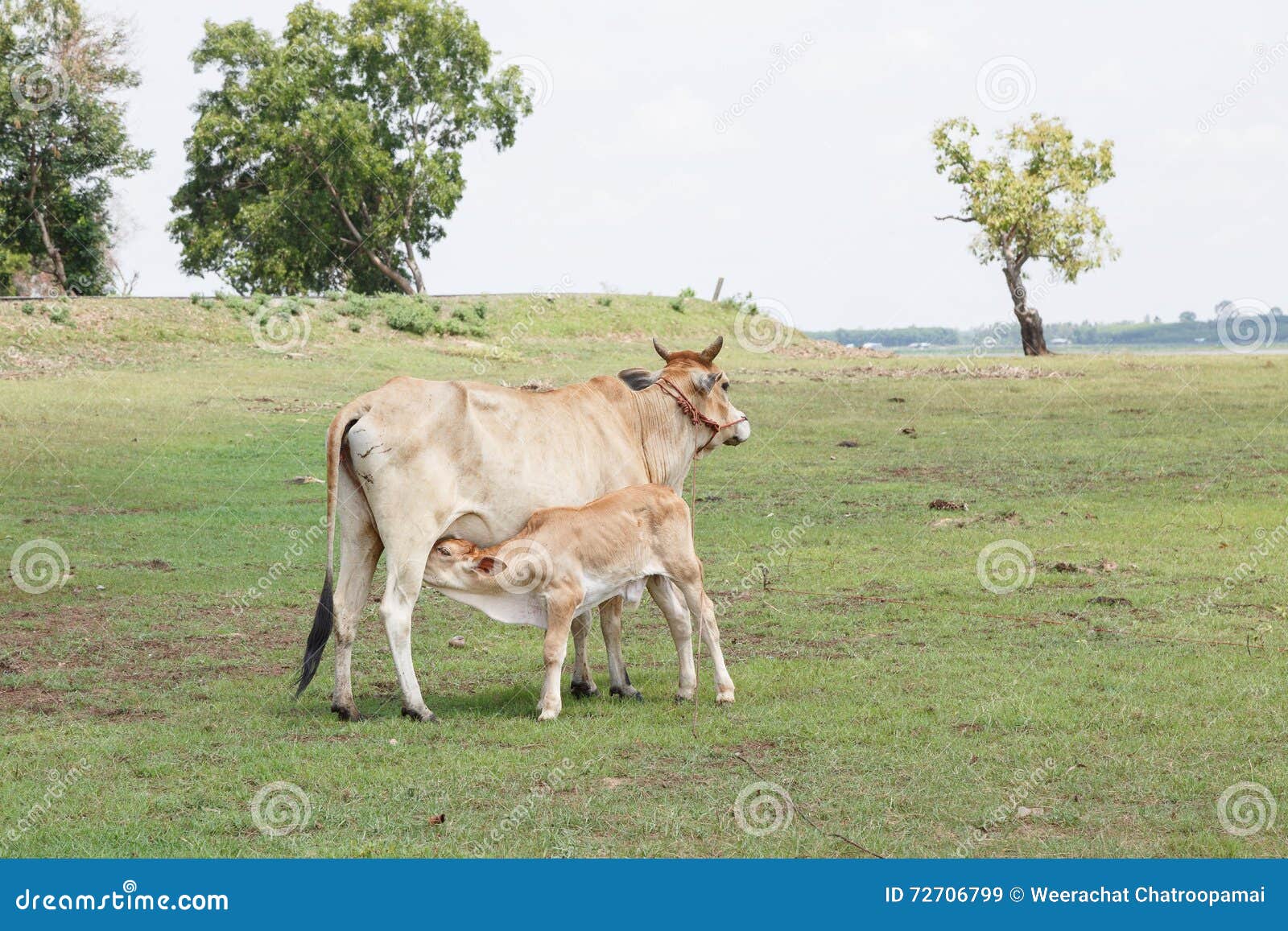 Vaca y becerro imagen de archivo. Imagen de animal, holandés - 72706799