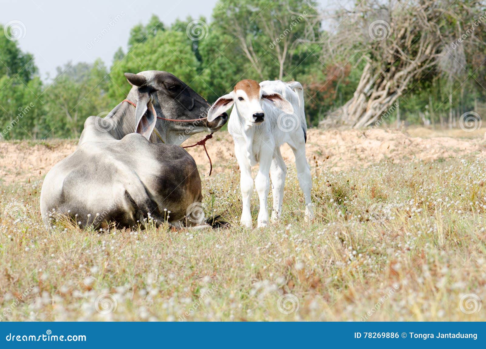 Vaca y becerro foto de archivo. Imagen de agricultura - 78269886