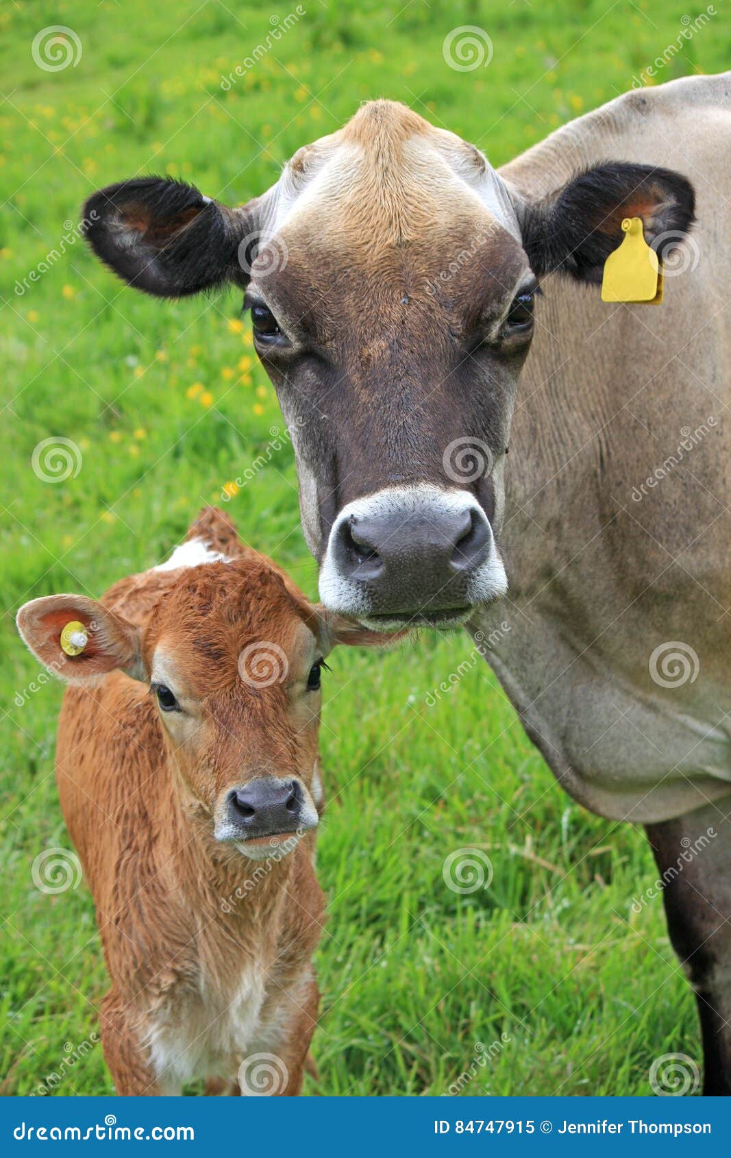 Vaca y becerro imagen de archivo. Imagen de devon, pasto - 84747915