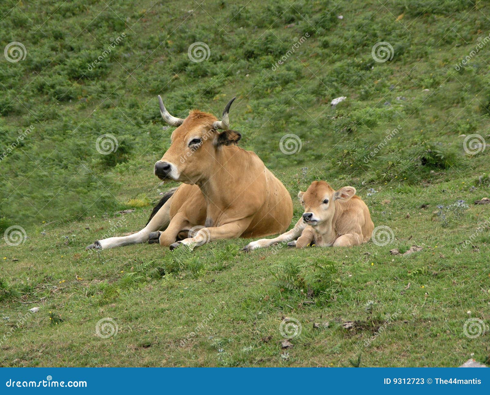 Vaca y becerro imagen de archivo. Imagen de vaca, ganado - 9312723