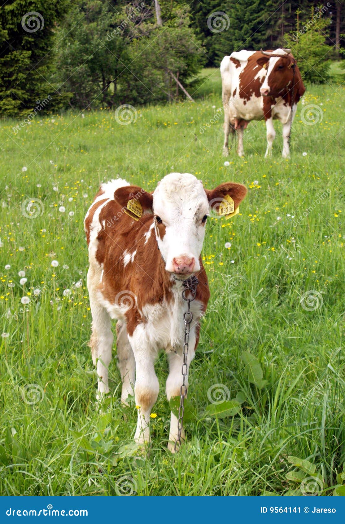 Vaca y becerro imagen de archivo. Imagen de vaca, doméstico - 9564141