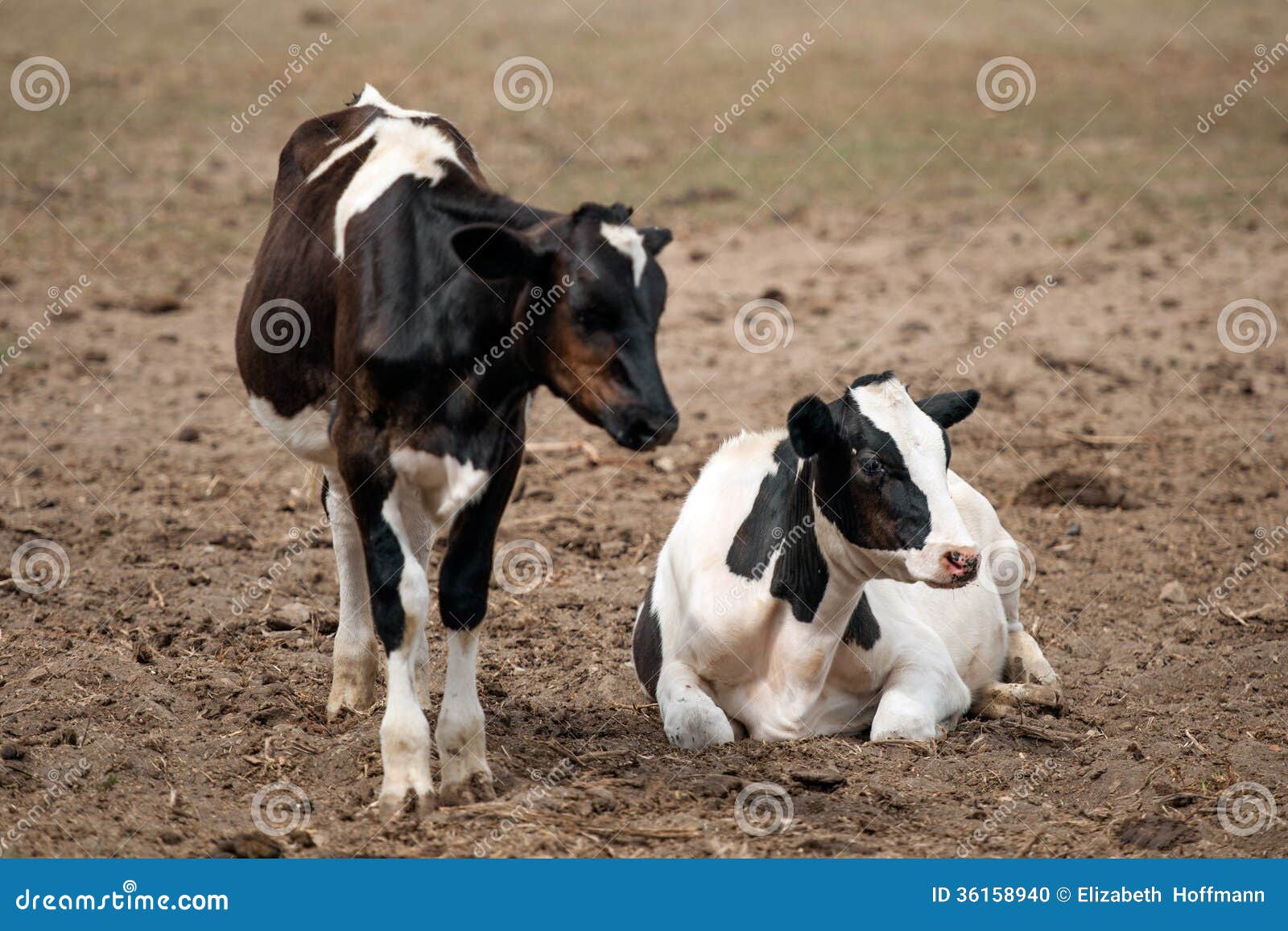 Vaca y becerro en el campo foto de archivo. Imagen de fondo - 36158940