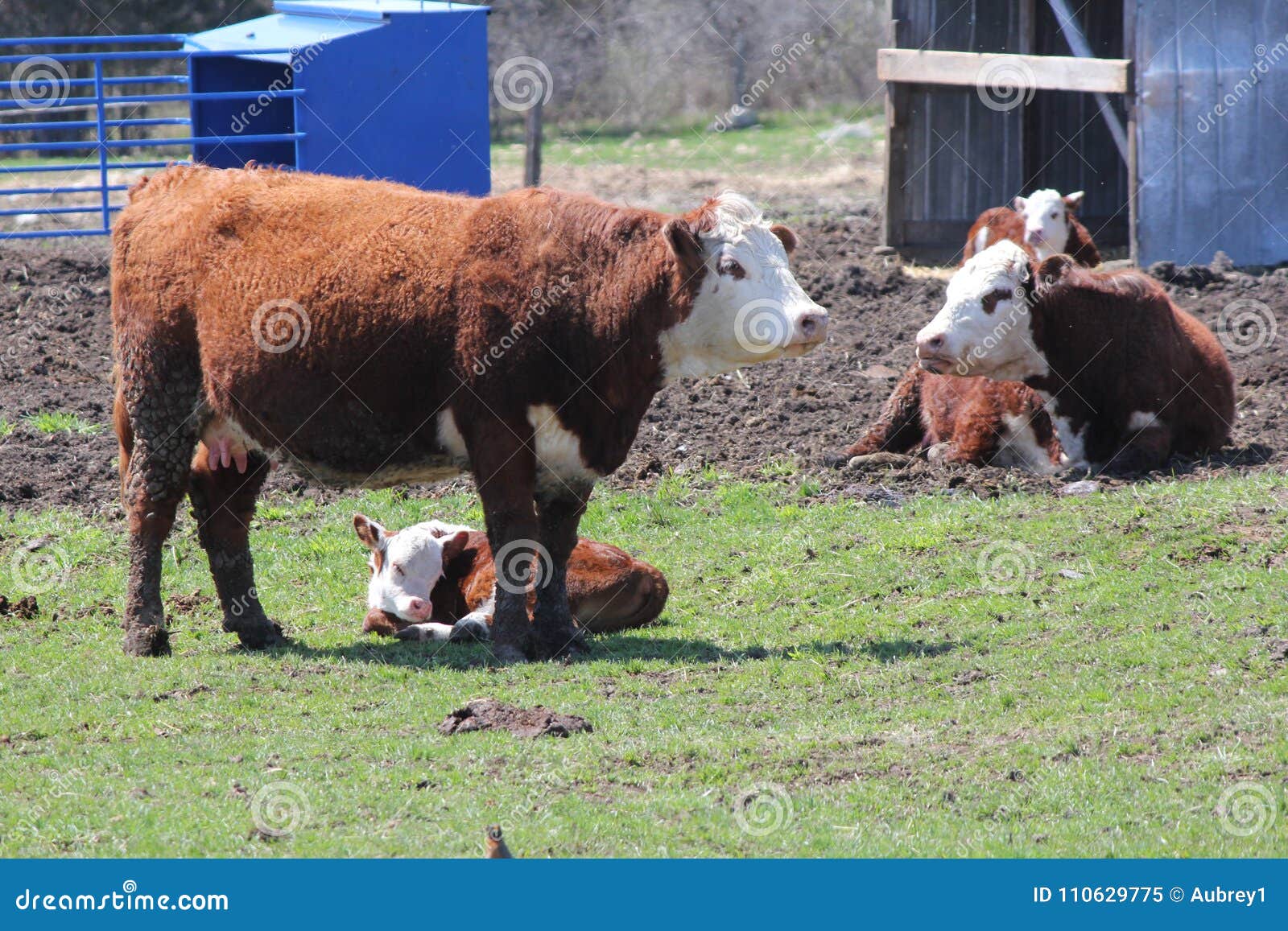 Vaca Y Becerro En Llevar a Cabo Recinto Imagen de archivo - Imagen de ...