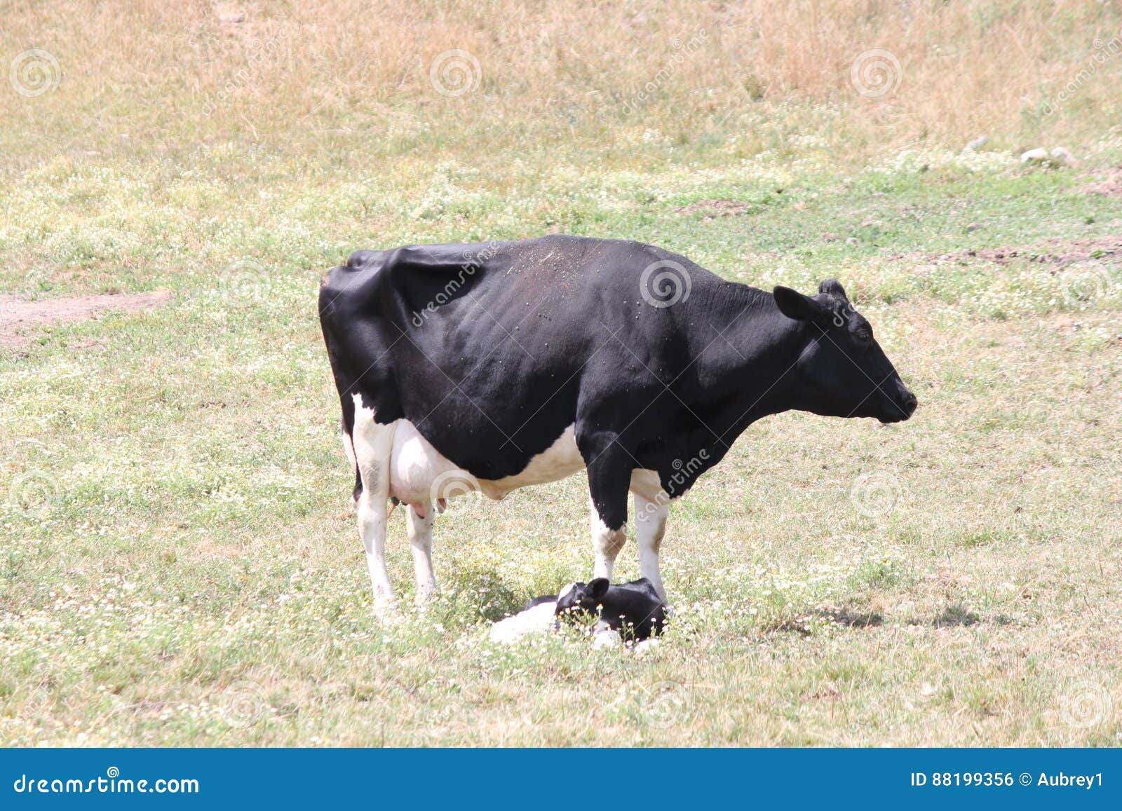 Vaca Y Becerro Holstein En Campo Foto de archivo - Imagen de hierbas ...