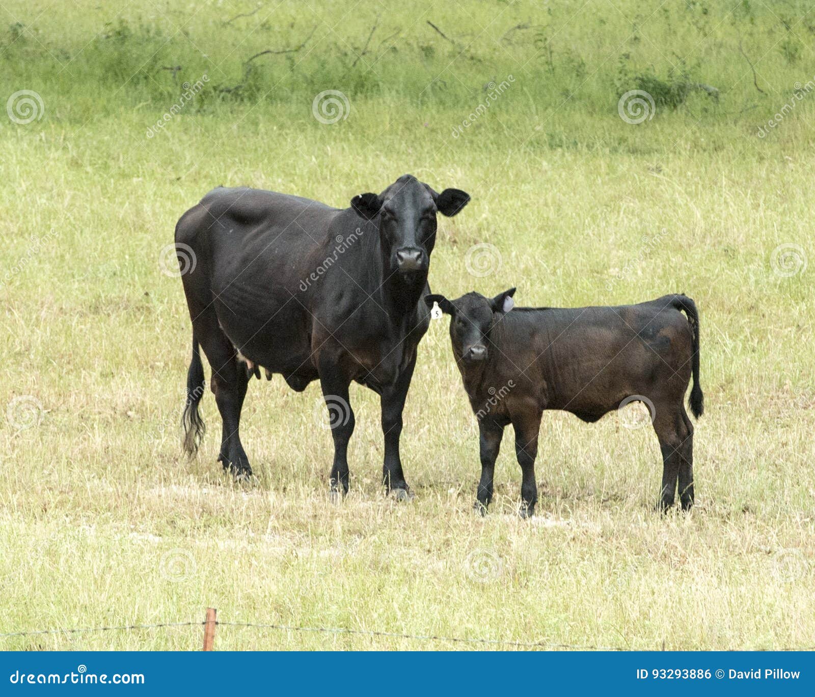 Vaca Y Becerro Negros De Angus En Oklahoma Foto de archivo - Imagen de ...