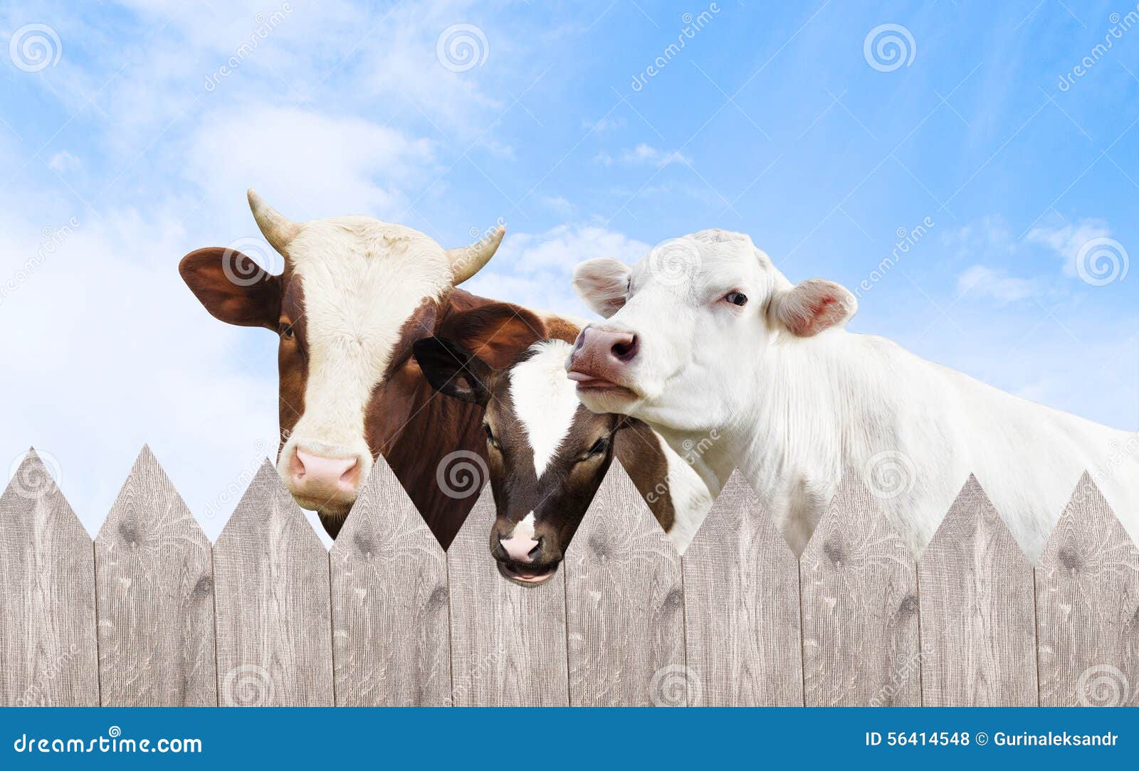 Vaca y becerro y toro foto de archivo. Imagen de animales - 56414548