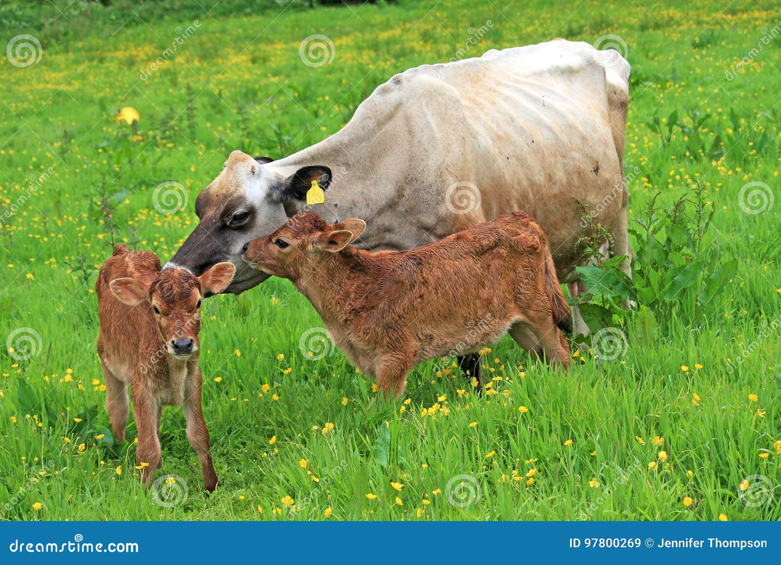 Vaca y becerros imagen de archivo. Imagen de carne, paste - 97800269