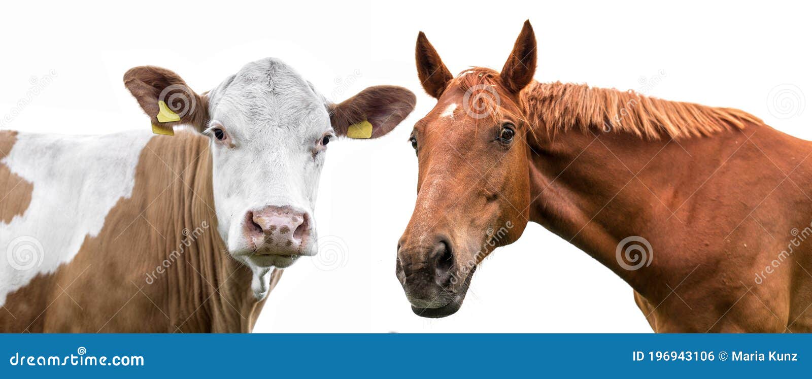 Vaca Y Caballo De Fondo Blanco Foto de archivo - Imagen de vaca ...