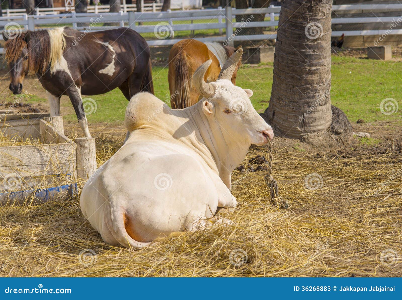 Vaca y caballo en granja imagen de archivo. Imagen de crianza - 36268883
