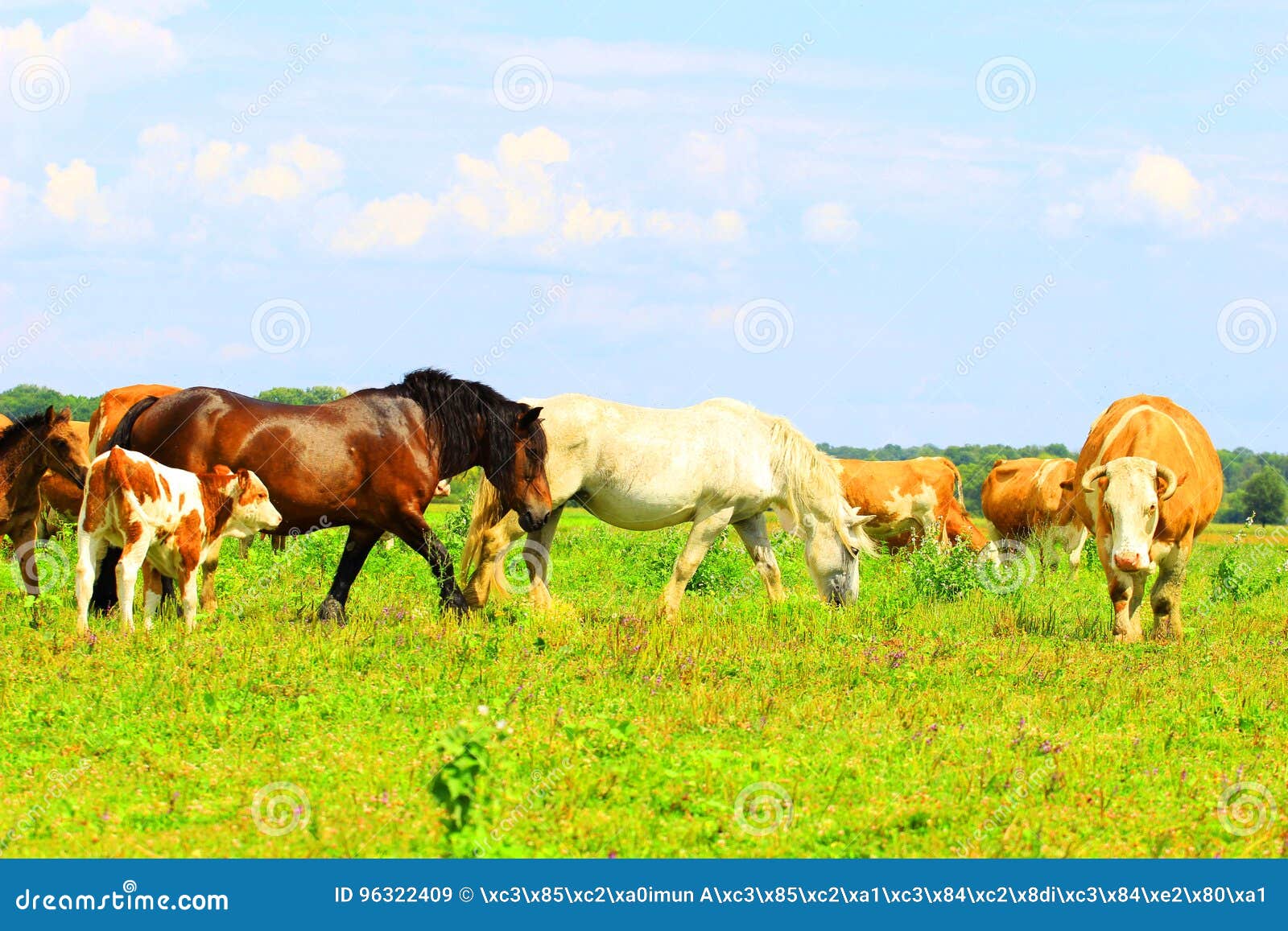 Vaca y caballos imagen de archivo. Imagen de colorido - 96322409