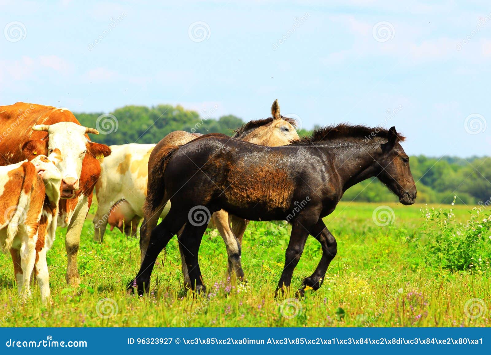 Vaca y caballos imagen de archivo. Imagen de agricultura - 96323927