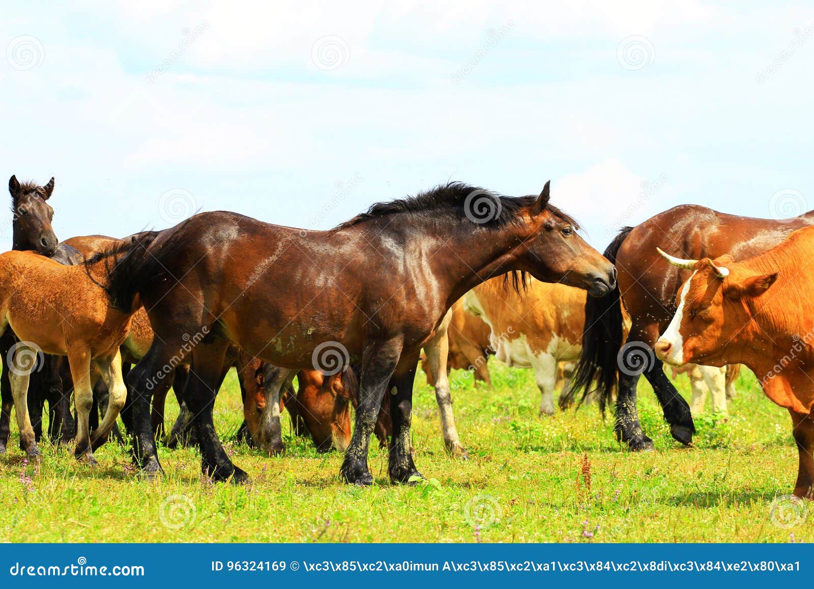 Vaca y caballos imagen de archivo. Imagen de pista, cielo - 96324169