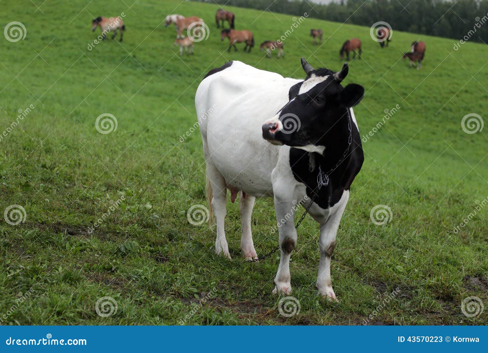 Vaca Y Caballos En El Campo Imagen de archivo - Imagen de espacio ...