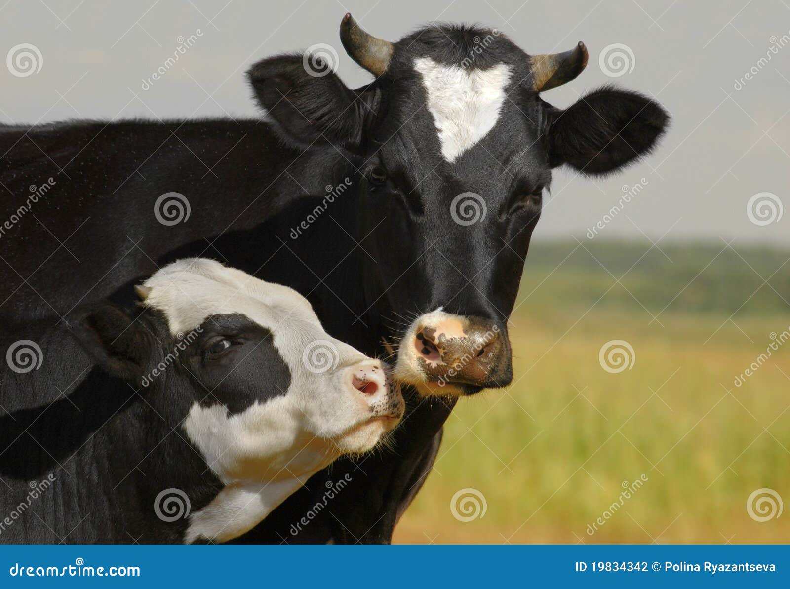 Vaca Y El Su Besarse Del Becerro Foto de archivo - Imagen de ...