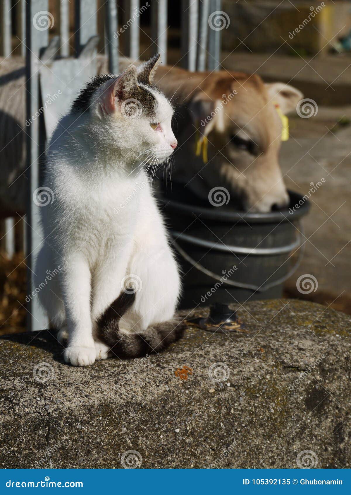 Vaca y gato imagen de archivo. Imagen de rural, cielo - 105392135