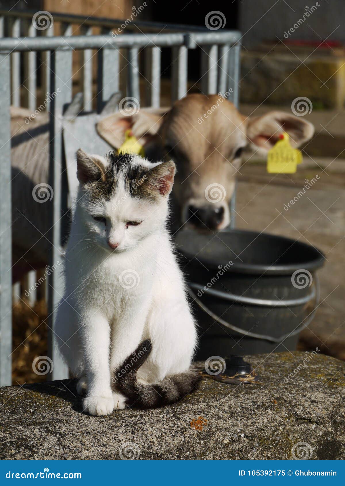 Vaca y gato imagen de archivo. Imagen de exterior, animales - 105392175