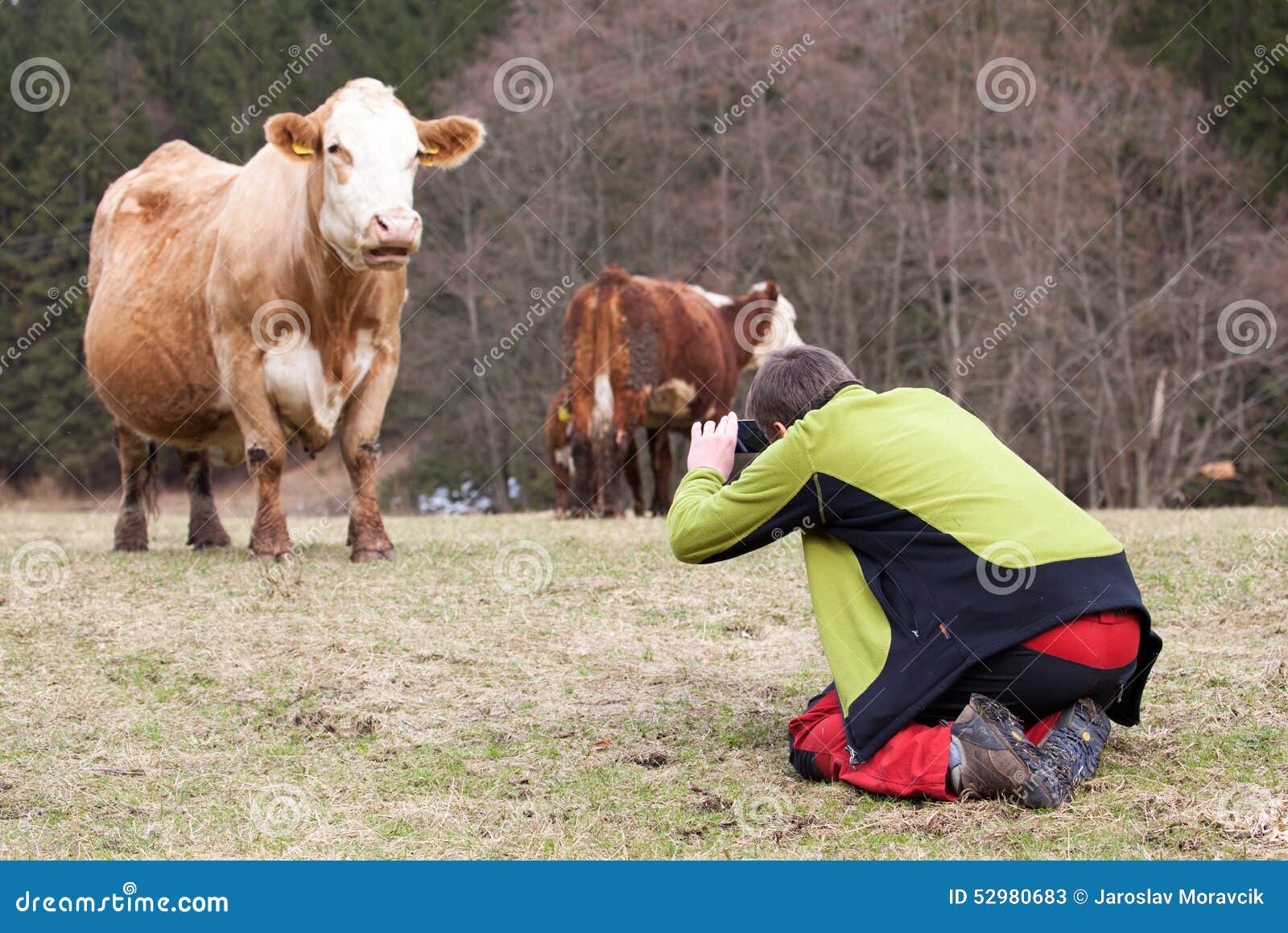 Vaca y hombre imagen de archivo. Imagen de multitud, pasto - 52980683