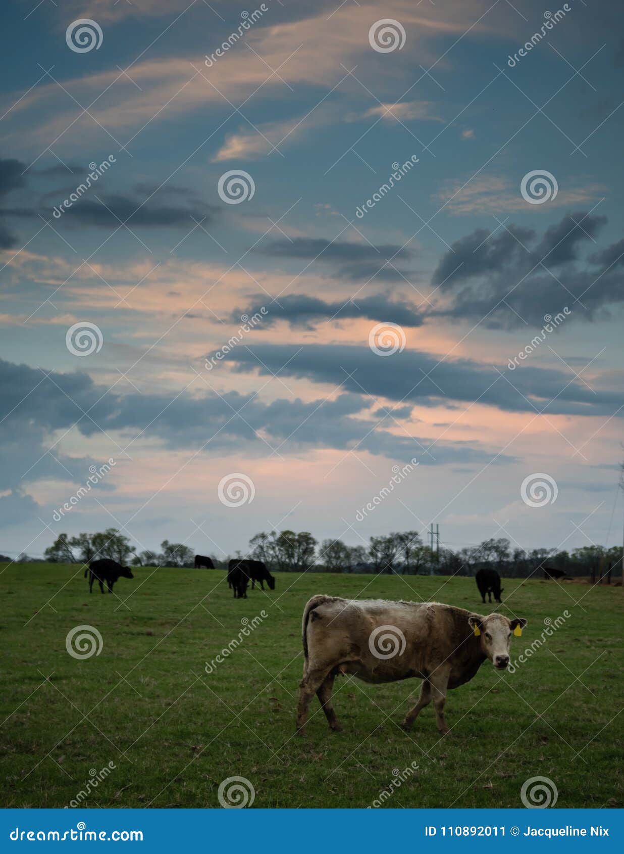 Vaca Y Manada De Brown En La Puesta Del Sol - Vertical Imagen de ...