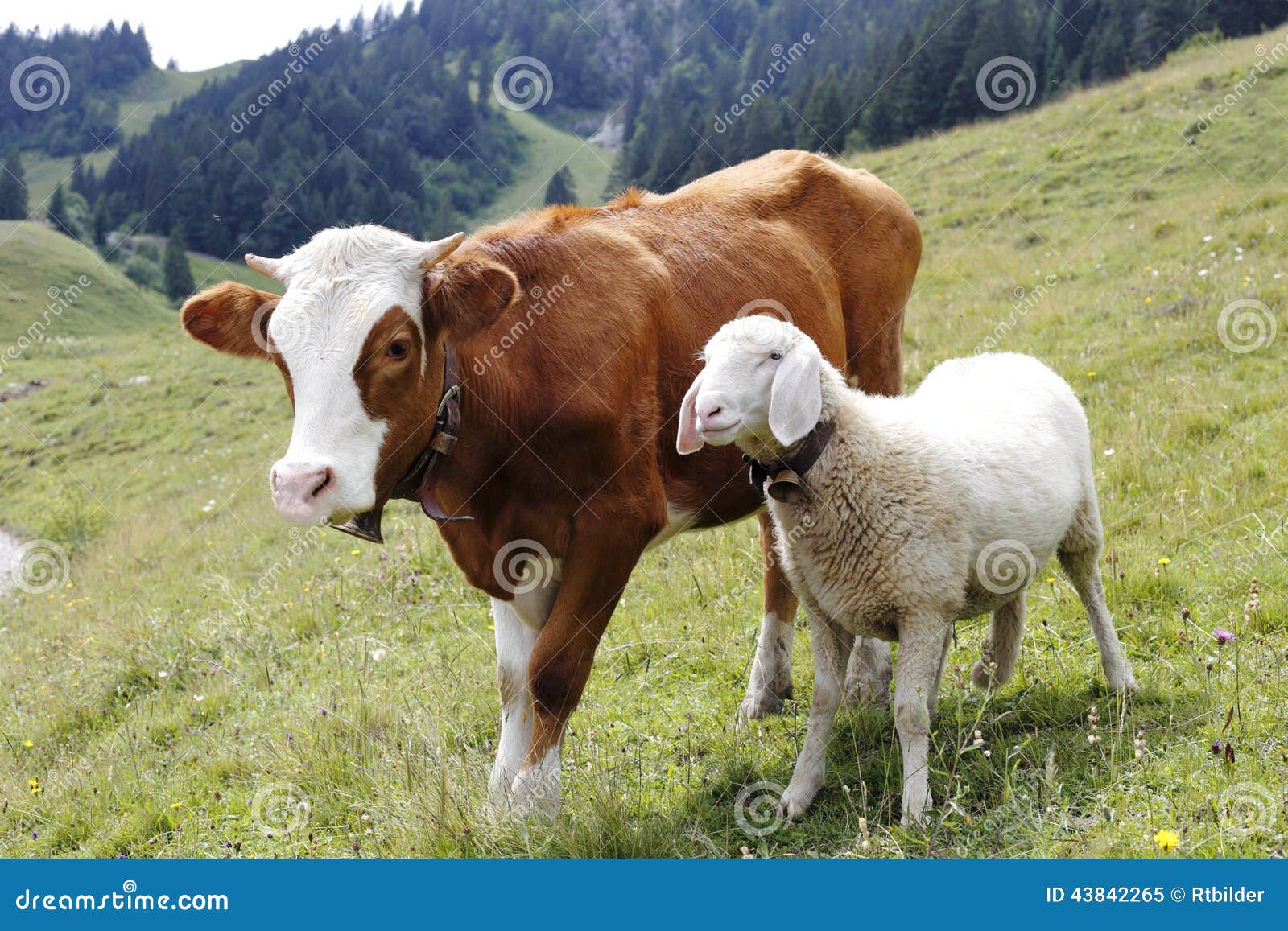 Vaca Y Ovejas Foto de archivo - Imagen: 43842265