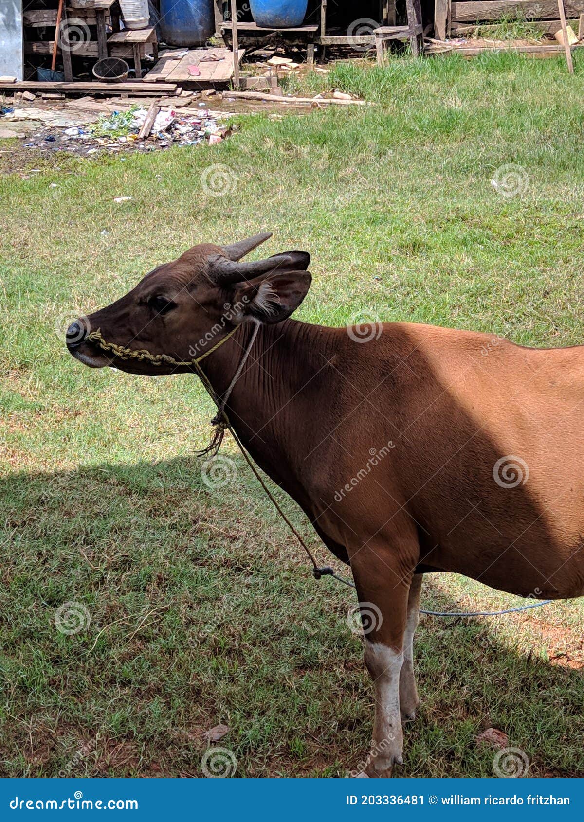 Vaca y sombra imagen de archivo. Imagen de ciervos, cabras - 203336481