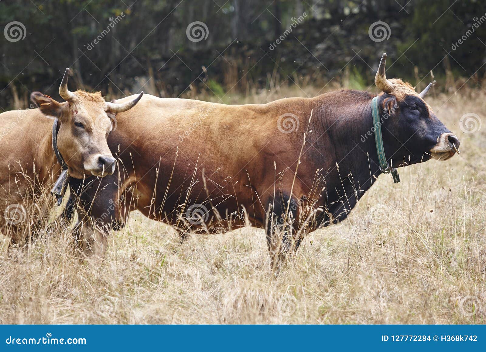 Vaca Y Toro En El Campo Ganado, Ganado Foto de archivo - Imagen de ...