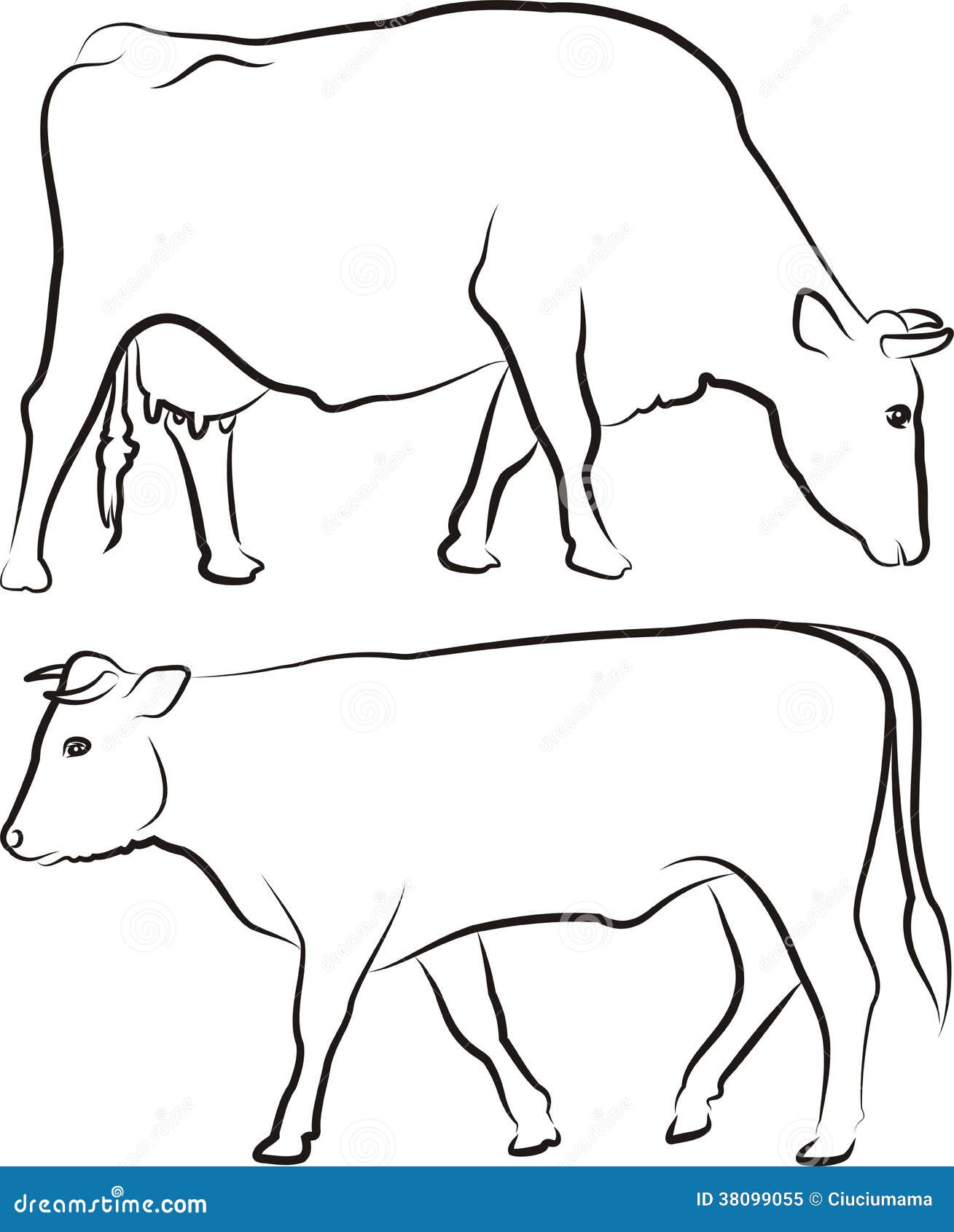 Vaca y toro - esquemas ilustración del vector. Ilustración de drenaje ...