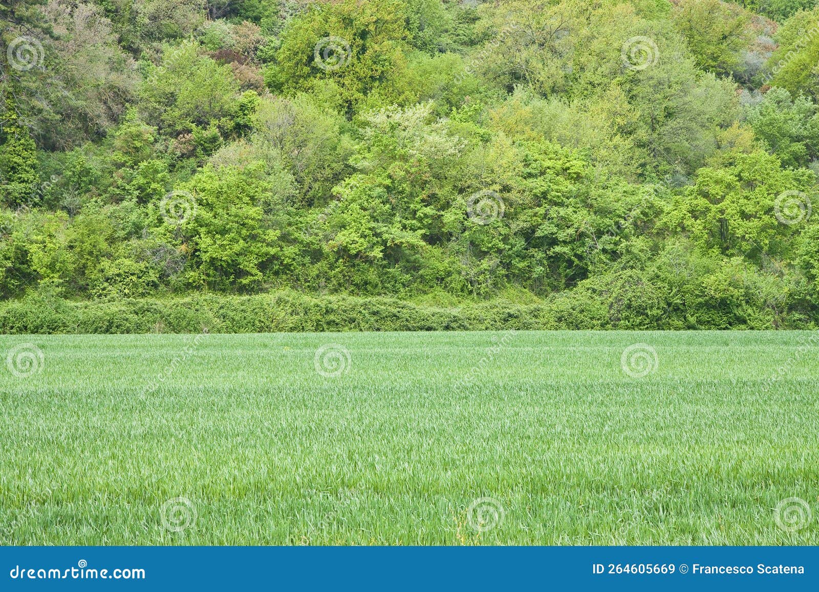 Vacant Land with Field of Fresh Green Grass with Forest and Trees Stock ...
