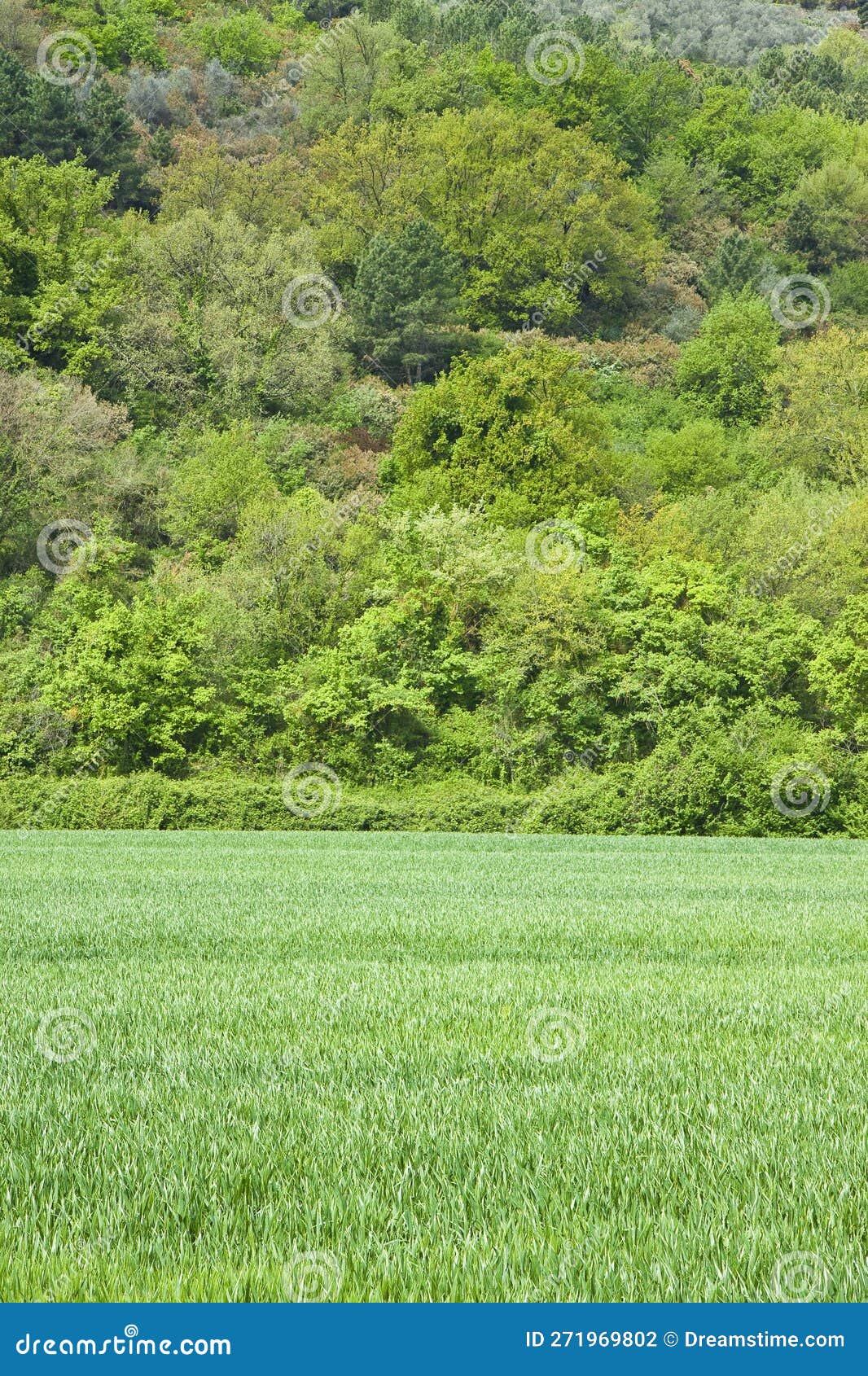 Vacant Land with Field of Fresh Green Grass with Forest and Trees Stock ...