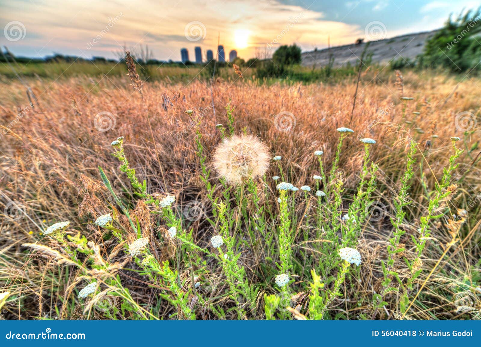 Vacaresti Natural park stock photo. Image of flora, capital - 56040418
