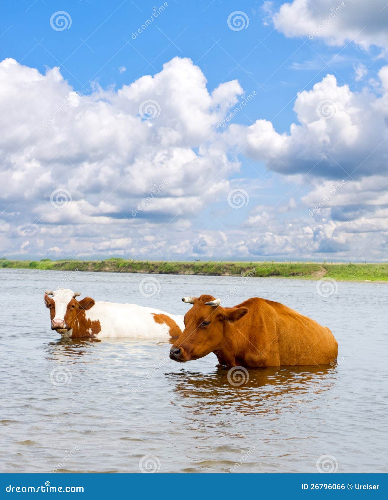 Vacas foto de stock. Imagem de vaca, olhar, naughty, fazenda - 26796066